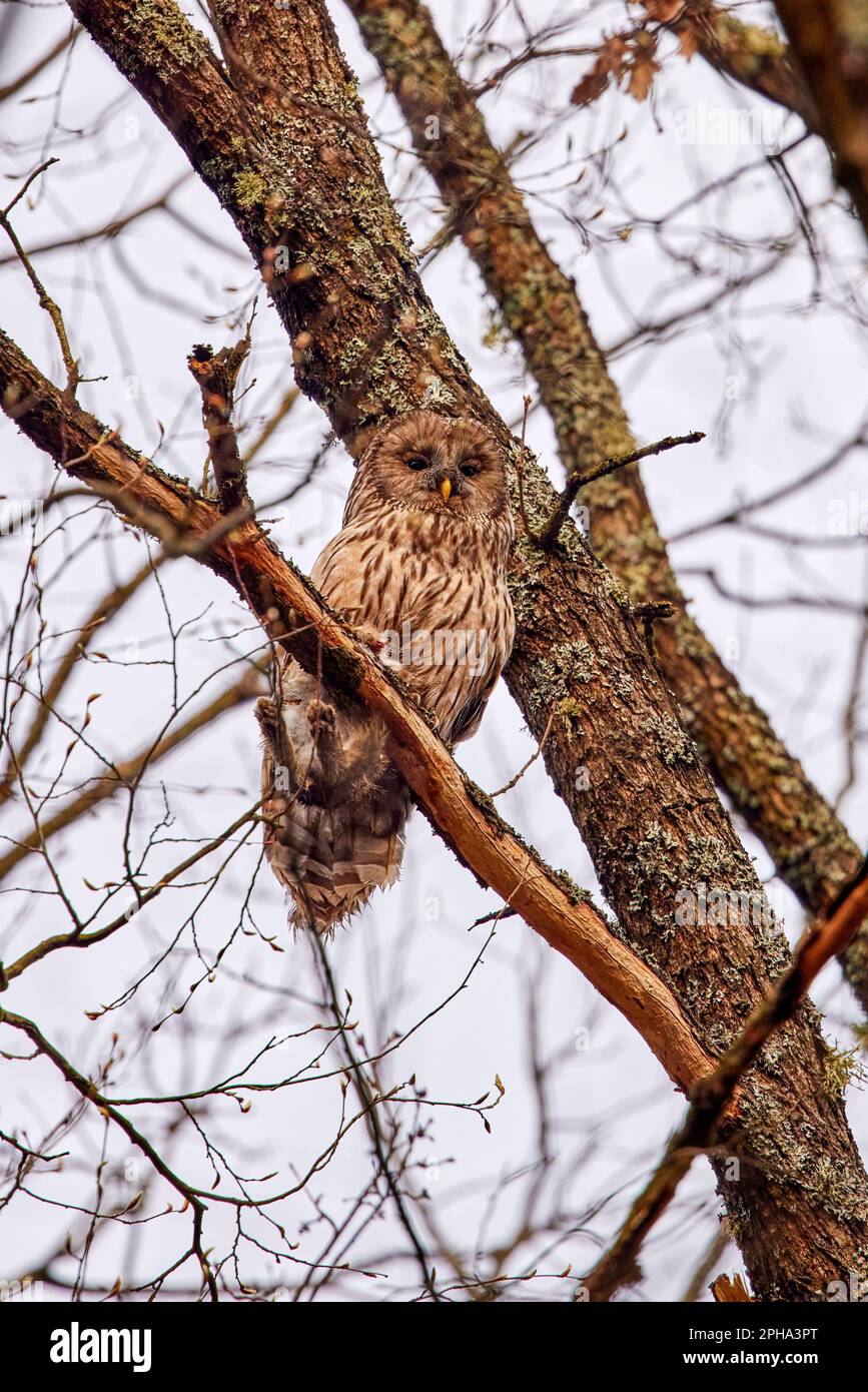 Bird of prey (Strix aluco) with a captured rabbit sits on a tree branch ...