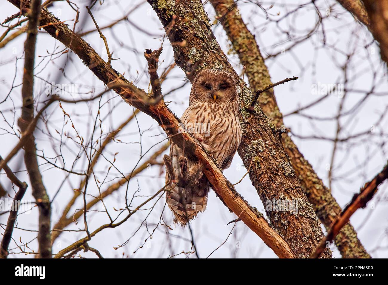 Bird of prey (Strix aluco) with a captured rabbit sits on a tree branch ...