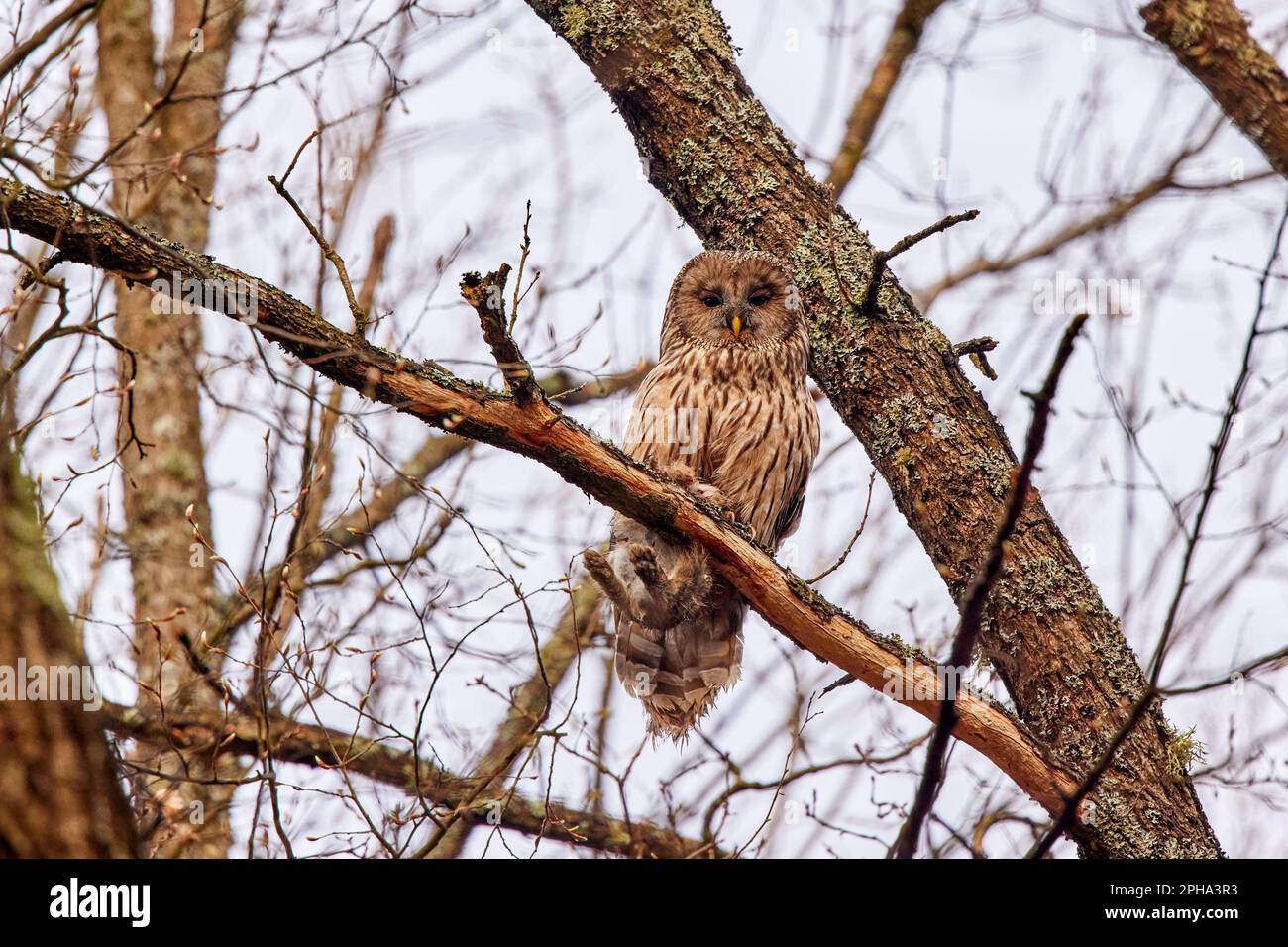 Bird of prey (Strix aluco) with a captured rabbit sits on a tree branch ...