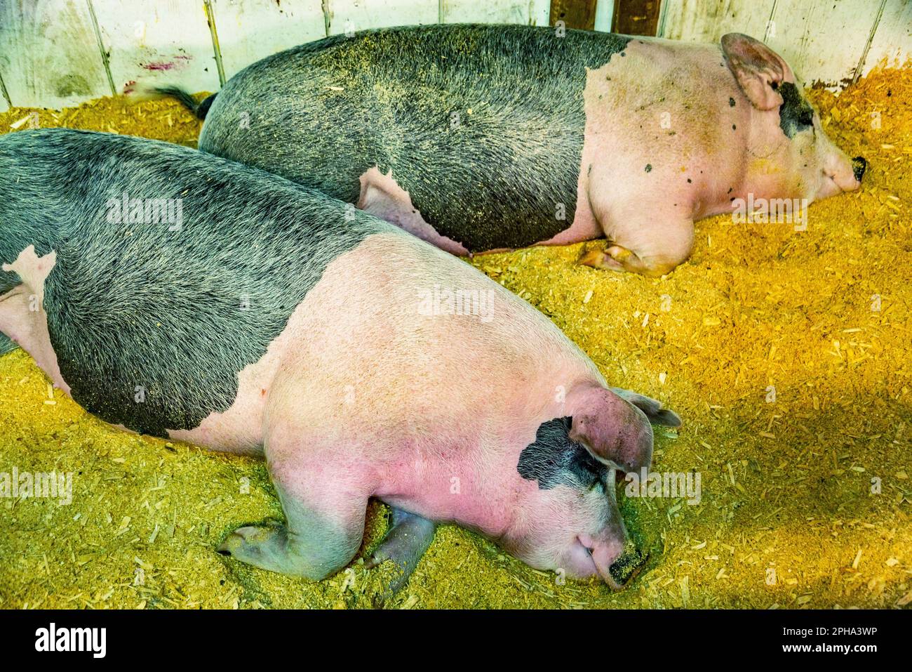 Pigs animals in a farm in Cumberland County, Maine Stock Photo - Alamy