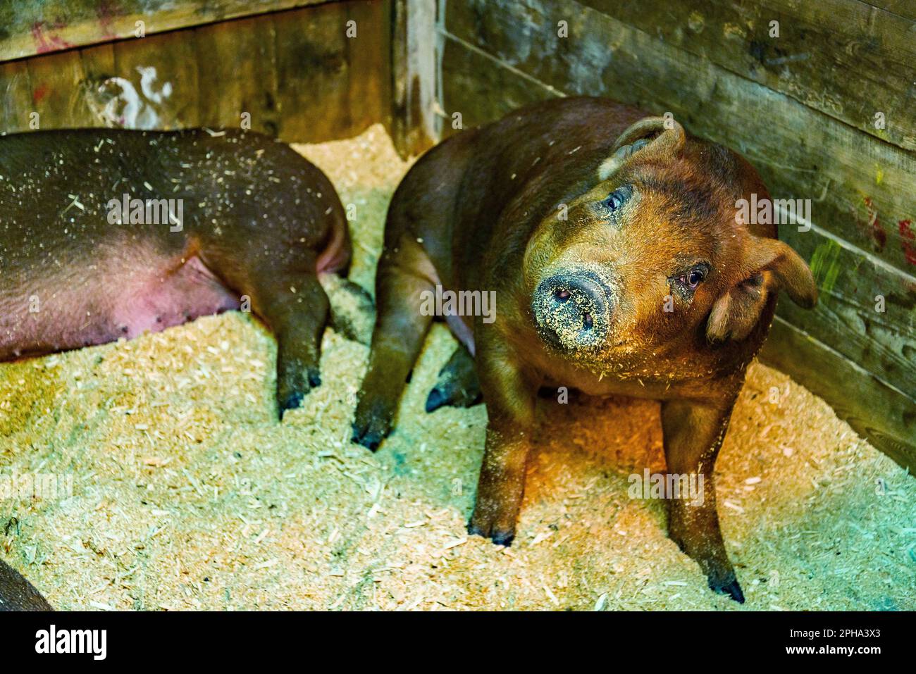 Pigs animals in a farm in Cumberland County, Maine Stock Photo - Alamy