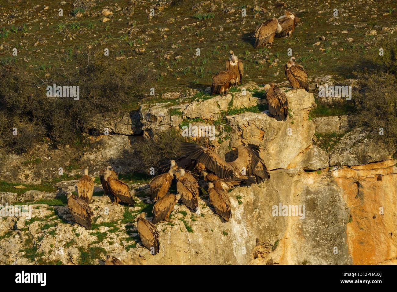 Griffon Vultures nesting in granite rock gullies Stock Photo - Alamy