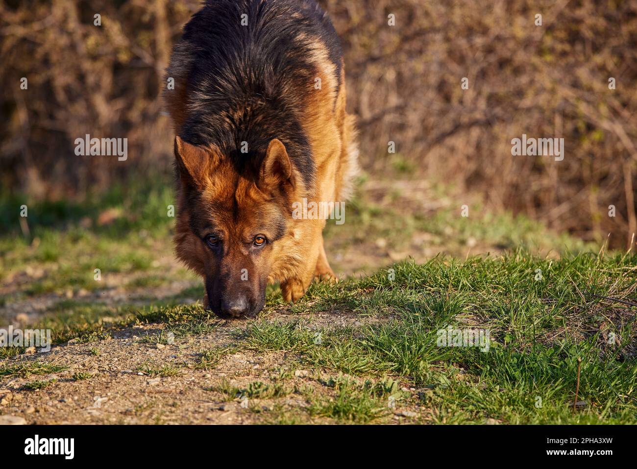 Wolf sniffing ground hi-res stock photography and images - Alamy