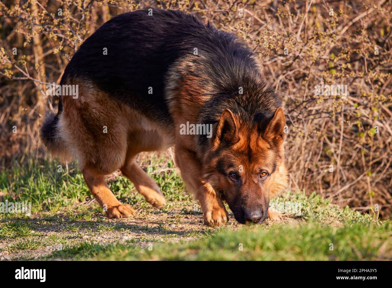Wolf sniffing ground hi-res stock photography and images - Alamy