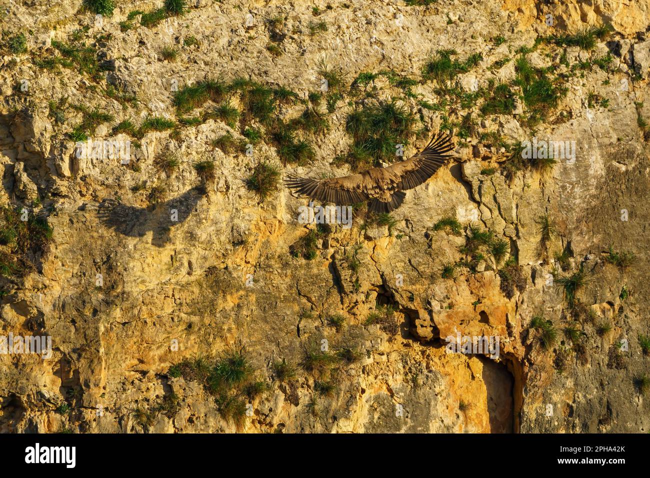 Griffon Vultures nesting in granite rock gullies Stock Photo - Alamy
