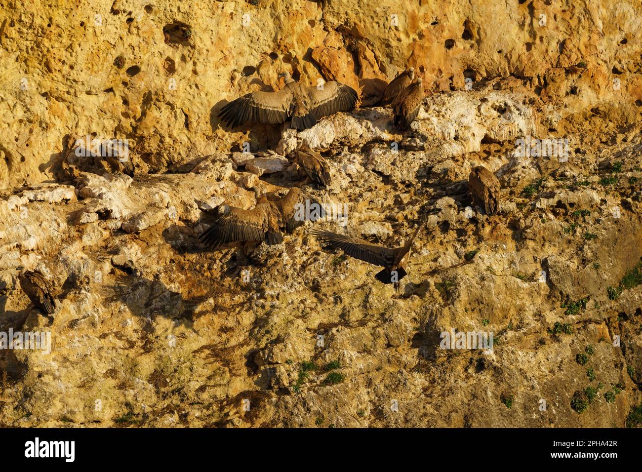 Group of griffon vultures in their nest with their wings open to shield ...