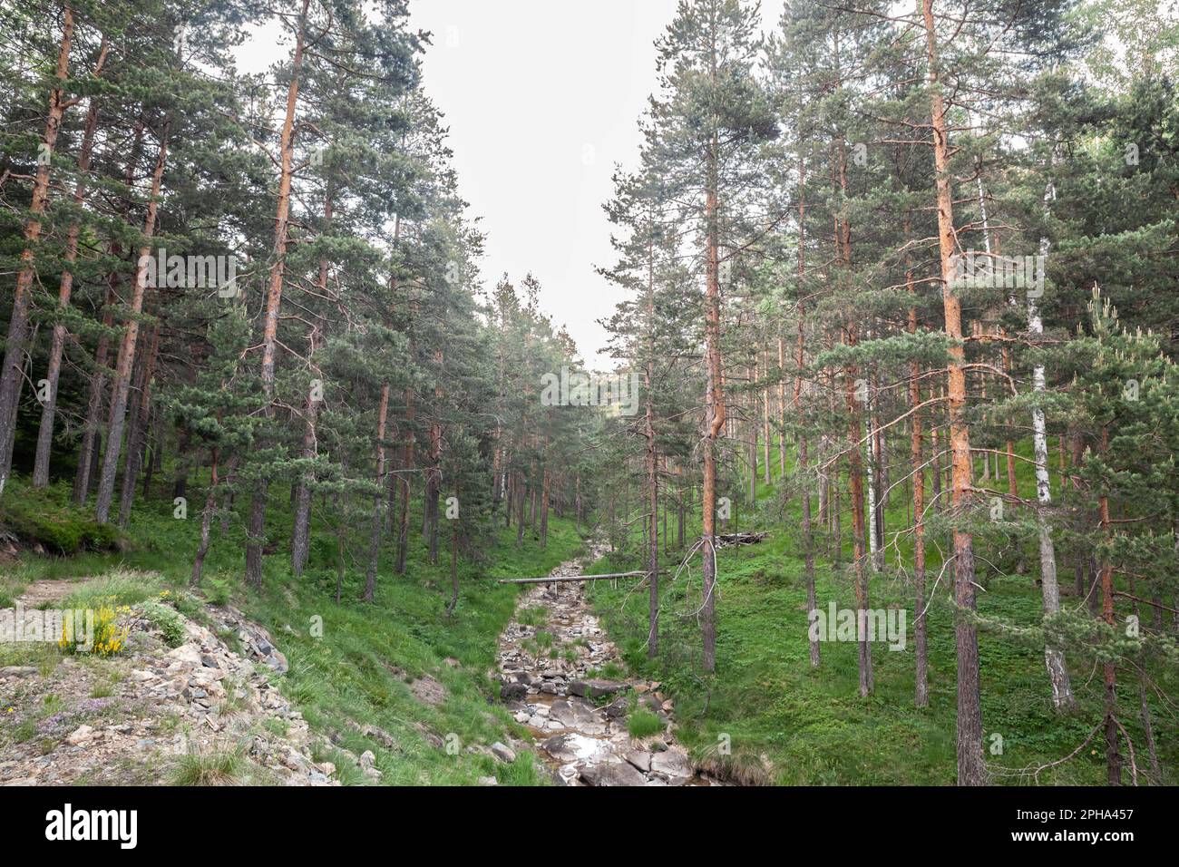 Picture of a typical pine forest in the Balkans, in a deep wood, in a ...