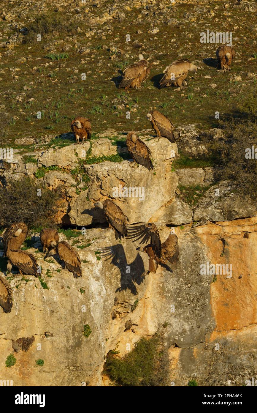 Griffon Vultures nesting in granite rock gullies Stock Photo - Alamy