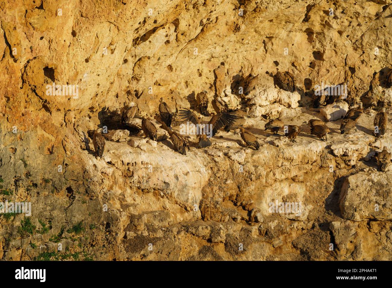 Griffon Vultures nesting in granite rock gullies Stock Photo - Alamy