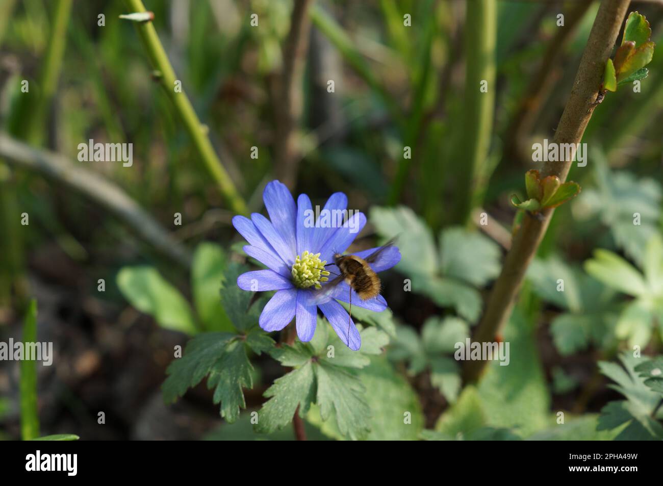 Bombylius major and Anemonoides blanda Stock Photo - Alamy