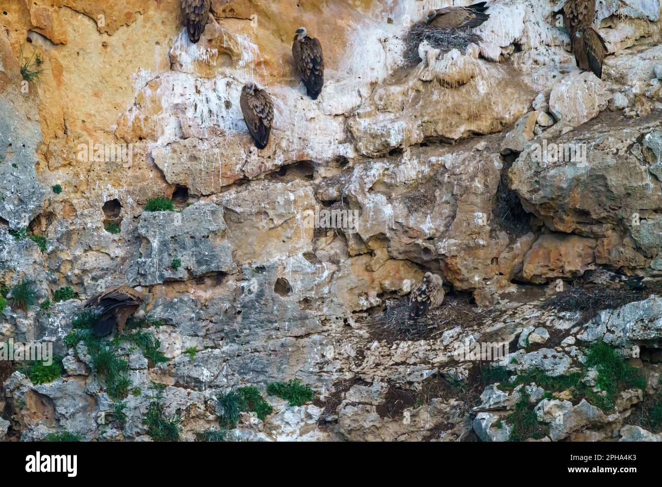 Griffon Vultures nesting in granite rock gullies Stock Photo - Alamy