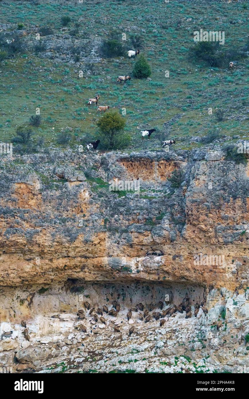 Griffon Vultures nesting in granite rock gullies Stock Photo - Alamy