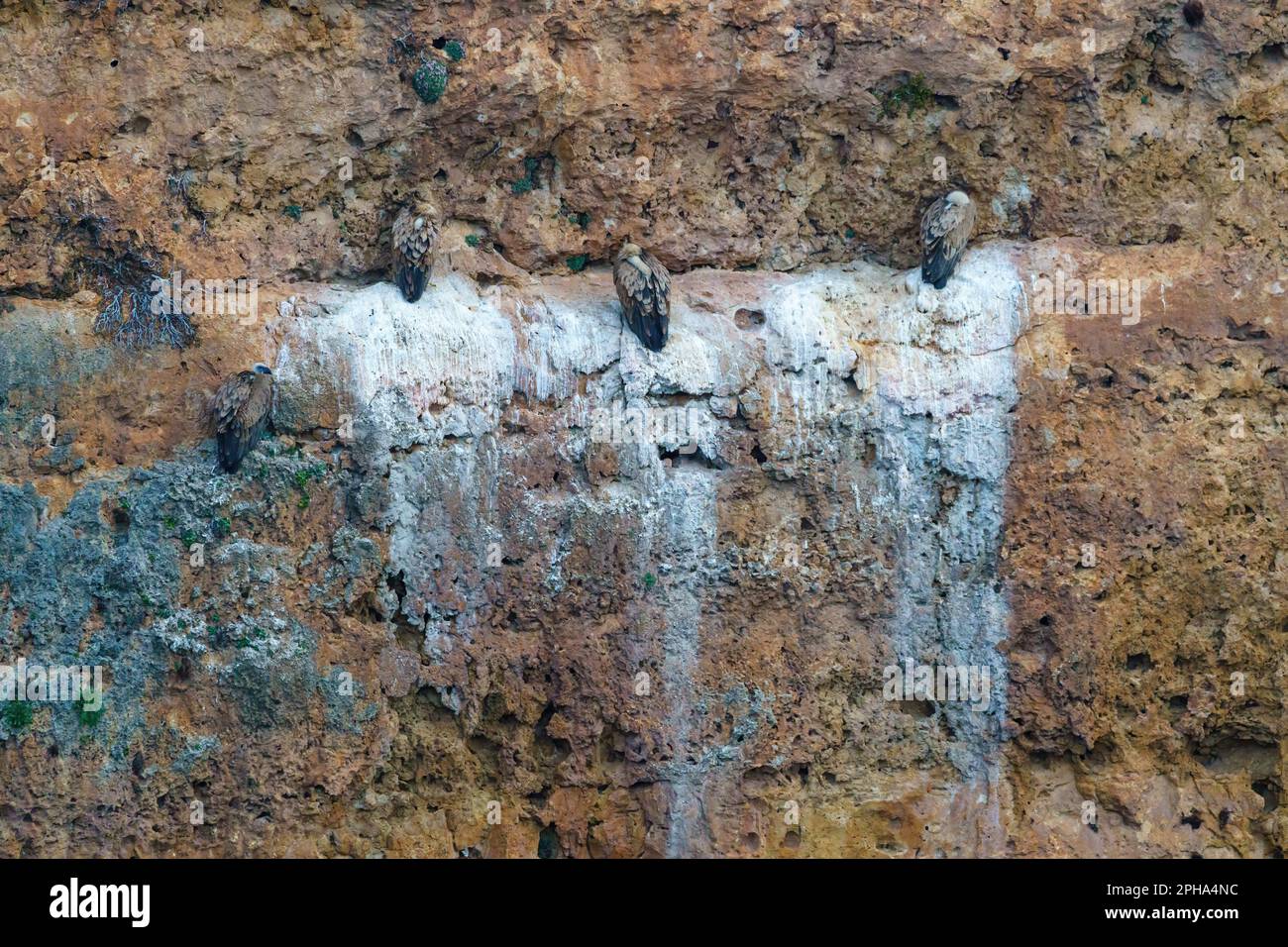 Griffon Vultures nesting in granite rock gullies Stock Photo - Alamy