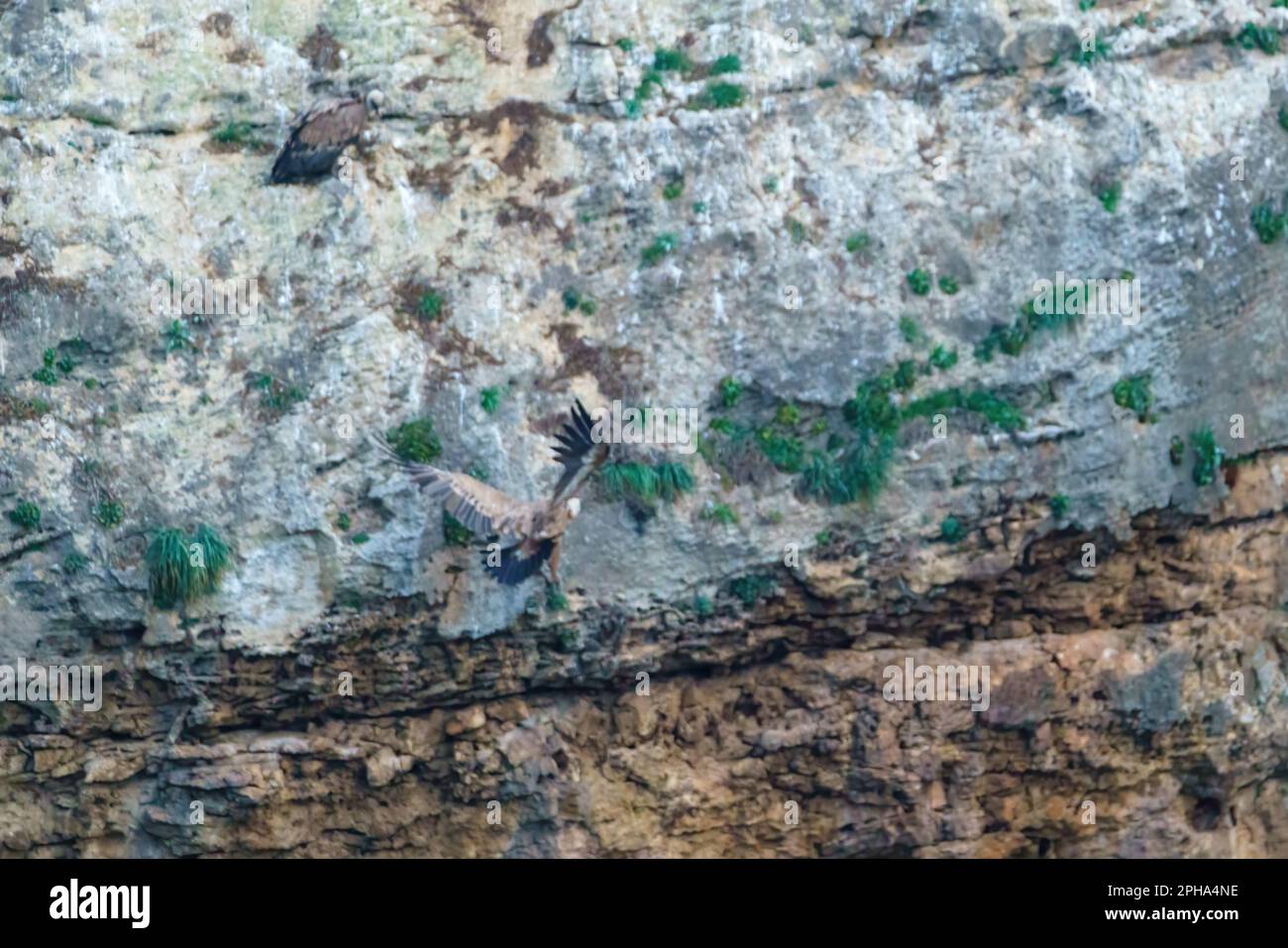 Griffon Vultures nesting in granite rock gullies Stock Photo - Alamy