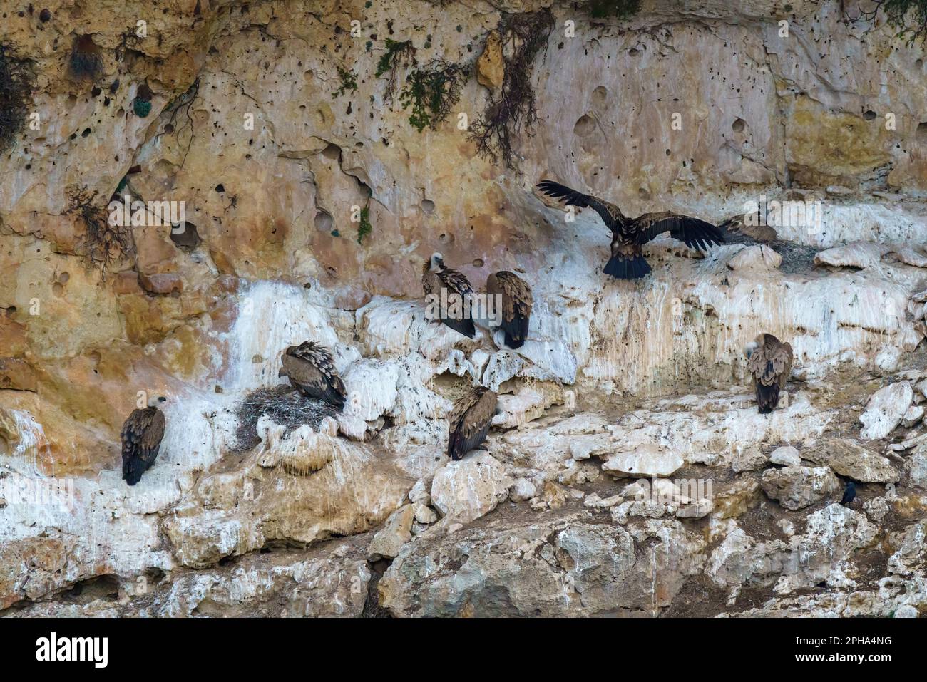 Griffon Vultures nesting in granite rock gullies Stock Photo - Alamy