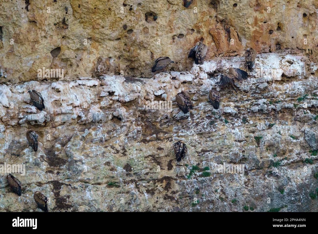 Griffon Vultures nesting in granite rock gullies Stock Photo - Alamy