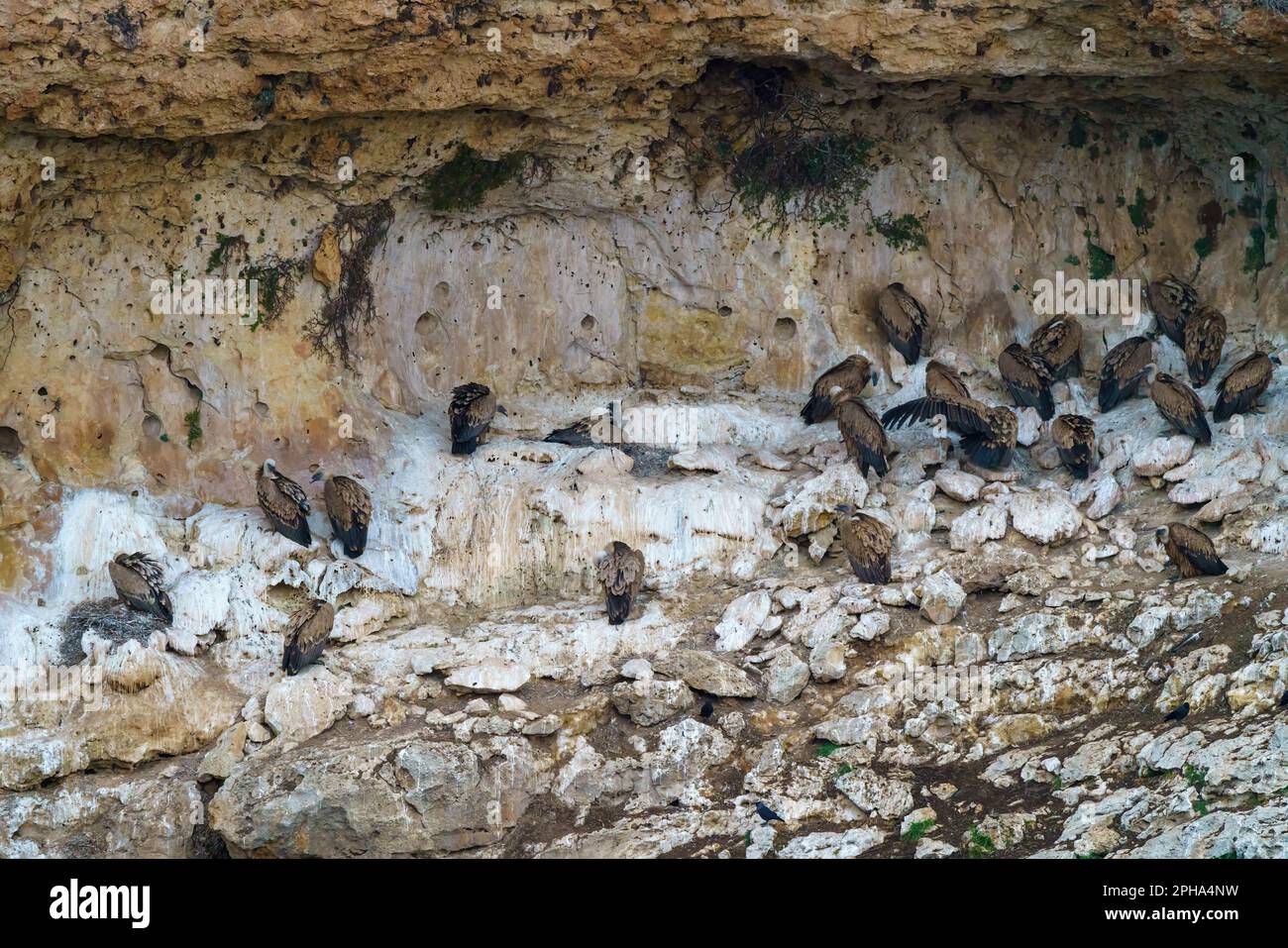 Griffon Vultures nesting in granite rock gullies Stock Photo - Alamy