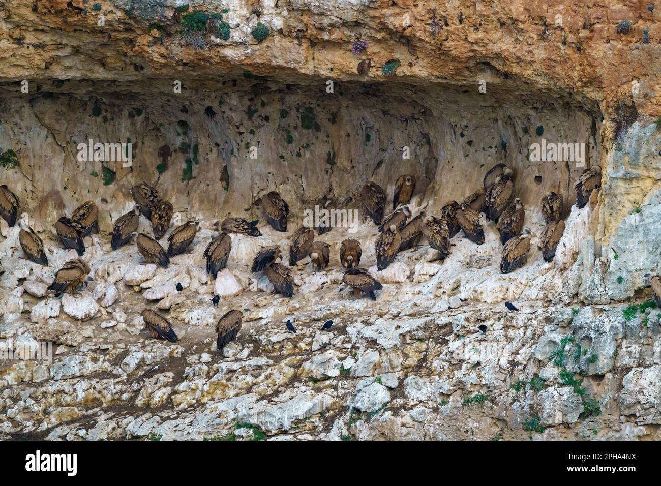 Griffon Vultures nesting in granite rock gullies Stock Photo - Alamy
