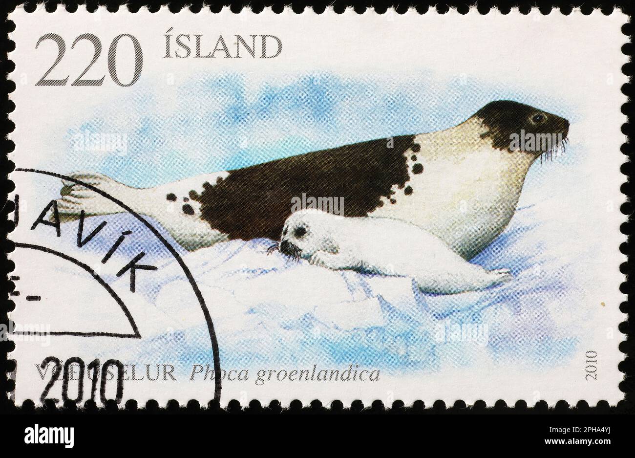 Greenland seal on icelandic postage stamp Stock Photo - Alamy