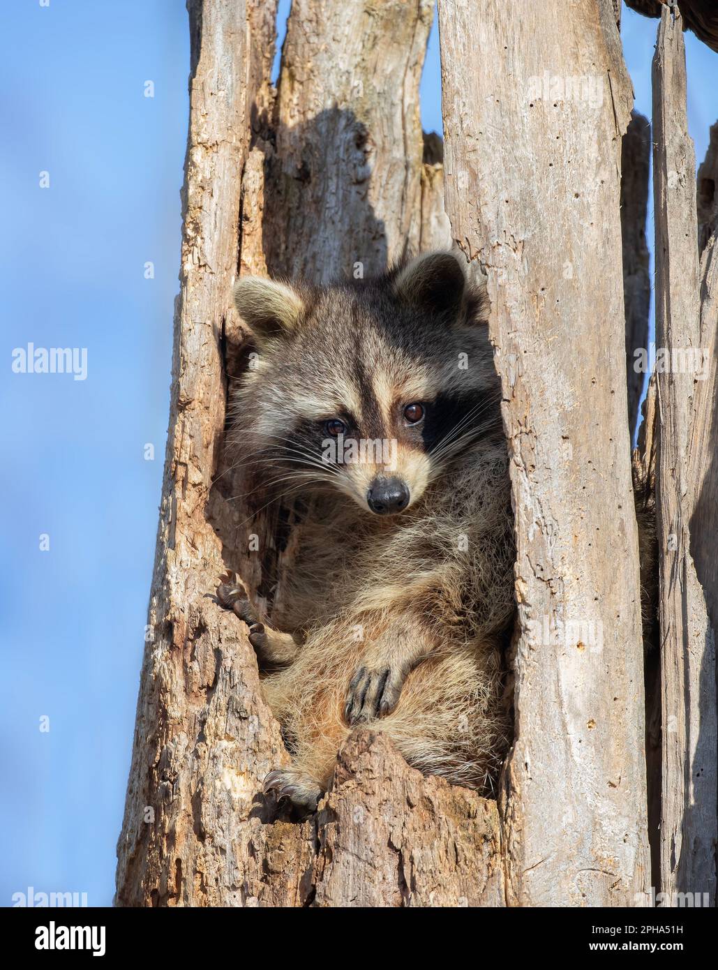 Raccoon resting inside of an owls nest in a tree Stock Photo - Alamy