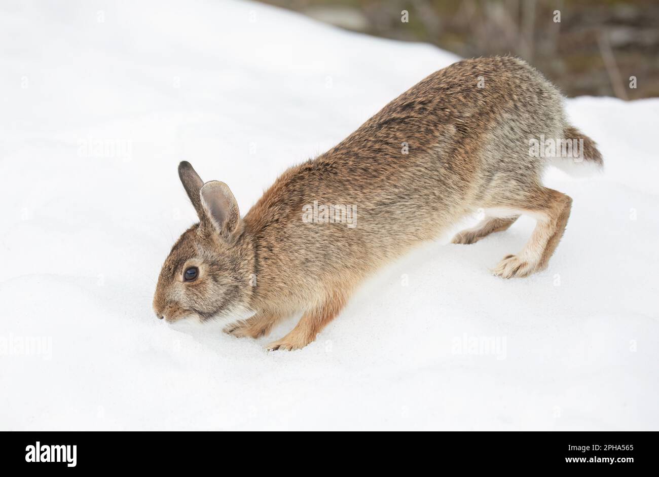 Eastern cottontail rabbit hopping along in the winter snow Stock Photo ...