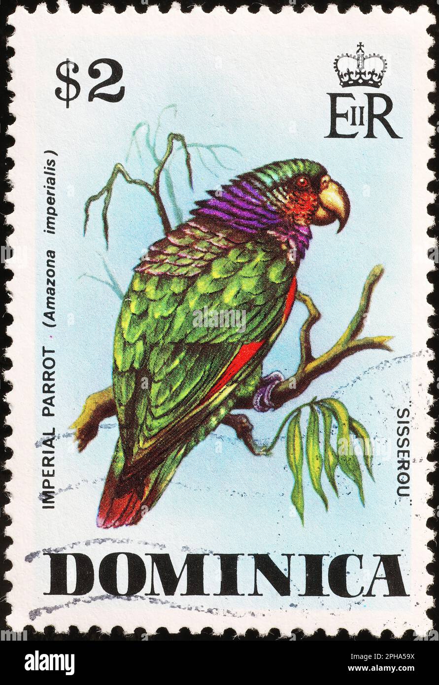Imperial parrot on postage stamp from Dominica Stock Photo - Alamy