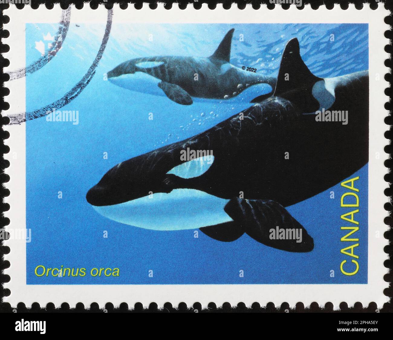 Killer whales on canadian postage stamp Stock Photo - Alamy