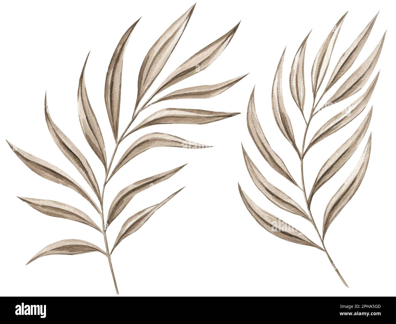 Watercolor set of dried palm leaves isolated on white background Stock ... Watercolor set of dried palm leaves isolated on white background Stock ...