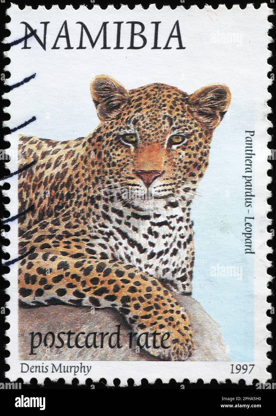Leopard looking at you on postage stamp of Namibia Stock Photo - Alamy