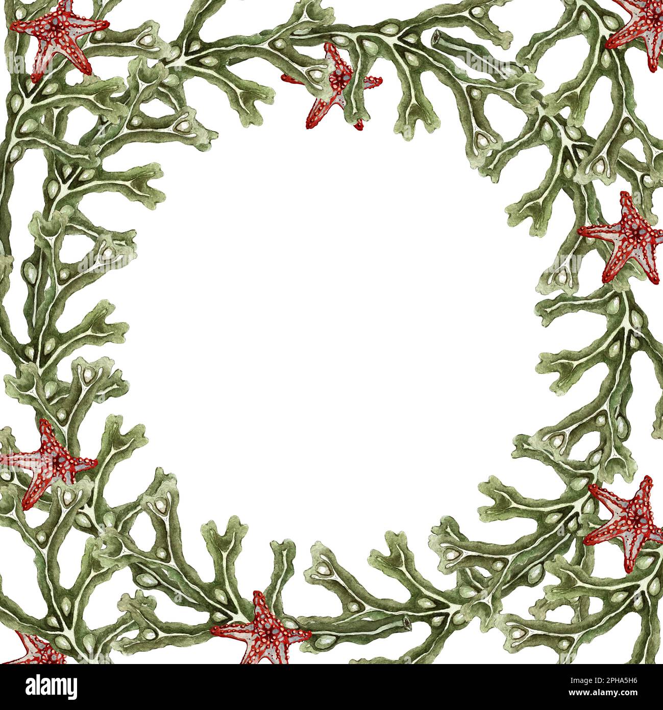 frame made of seaweed and starfish Stock Photo - Alamy