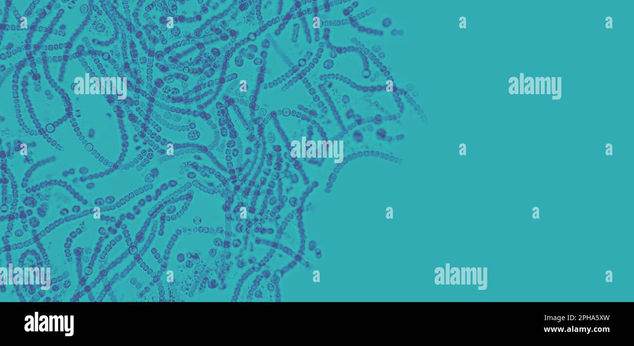 Probiotics, lactic acid bacteria. Bacteria and microorganisms ...