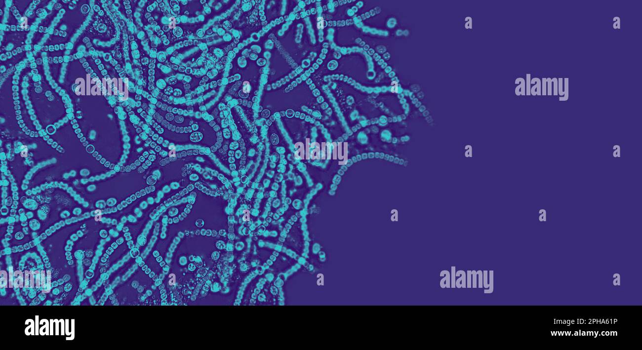 Probiotics, lactic acid bacteria. Bacteria and microorganisms ...
