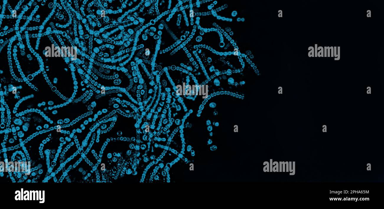 Probiotics, lactic acid bacteria. Bacteria and microorganisms ...