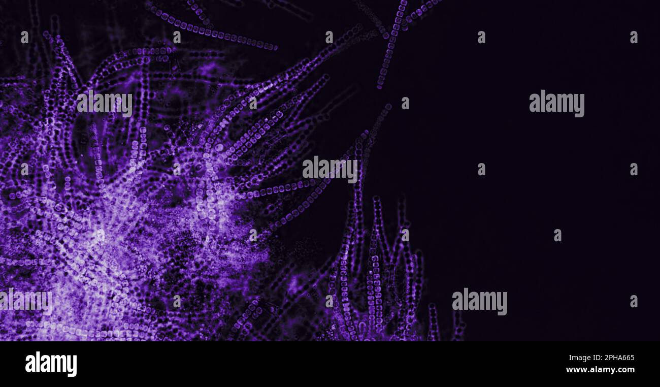 Probiotics, lactic acid bacteria. Bacteria and microorganisms ...