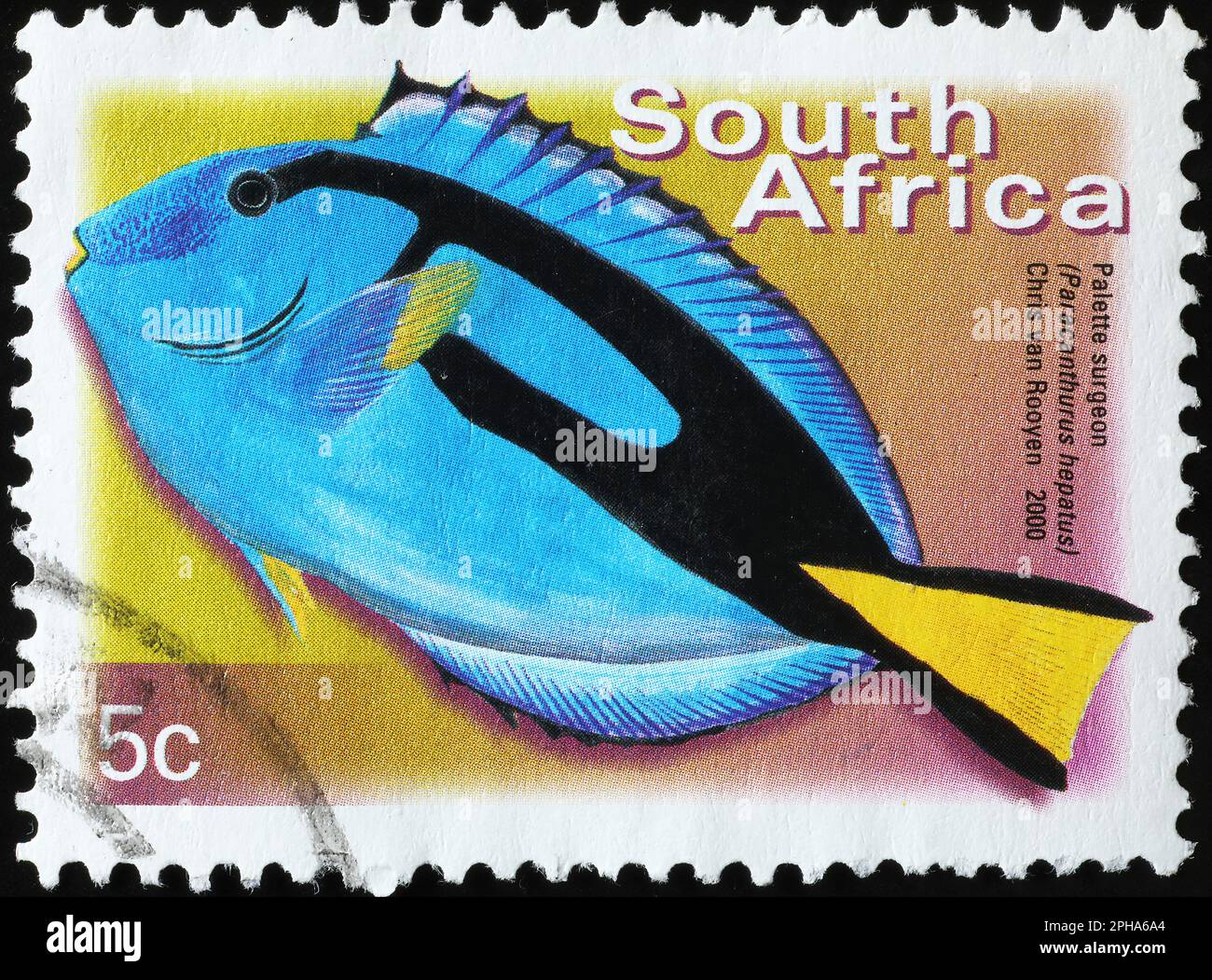 South african surgeon hi-res stock photography and images - Alamy