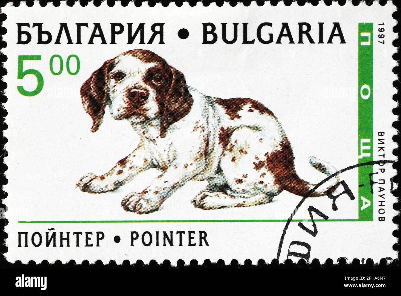Pointer puppy on bulgarian postage stamp Stock Photo - Alamy