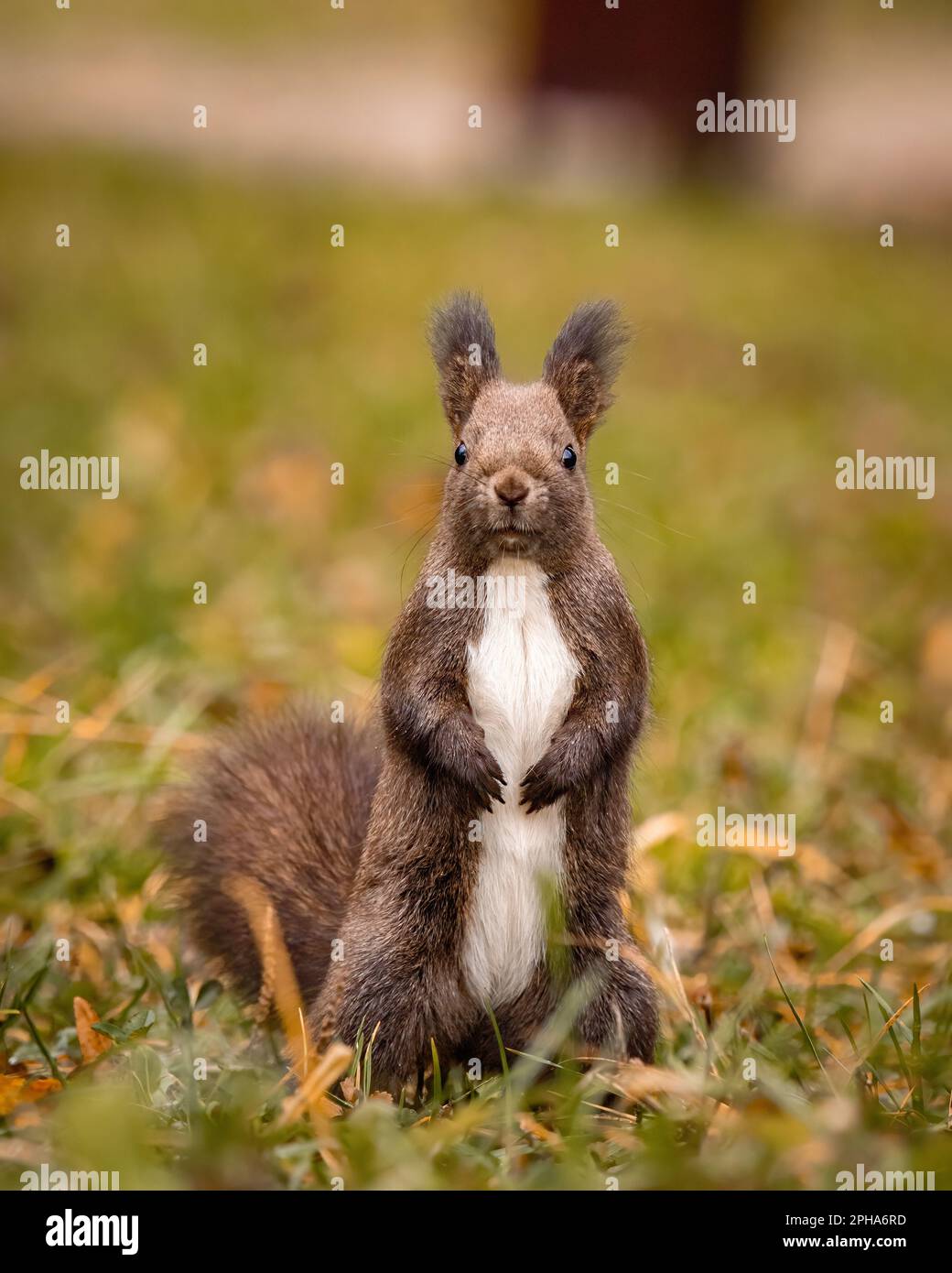 Upright perch hi-res stock photography and images - Alamy