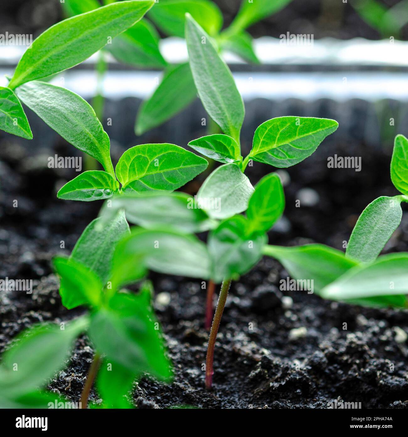 Pepper seedlings grow in the soil for seedlings and are ready for ...