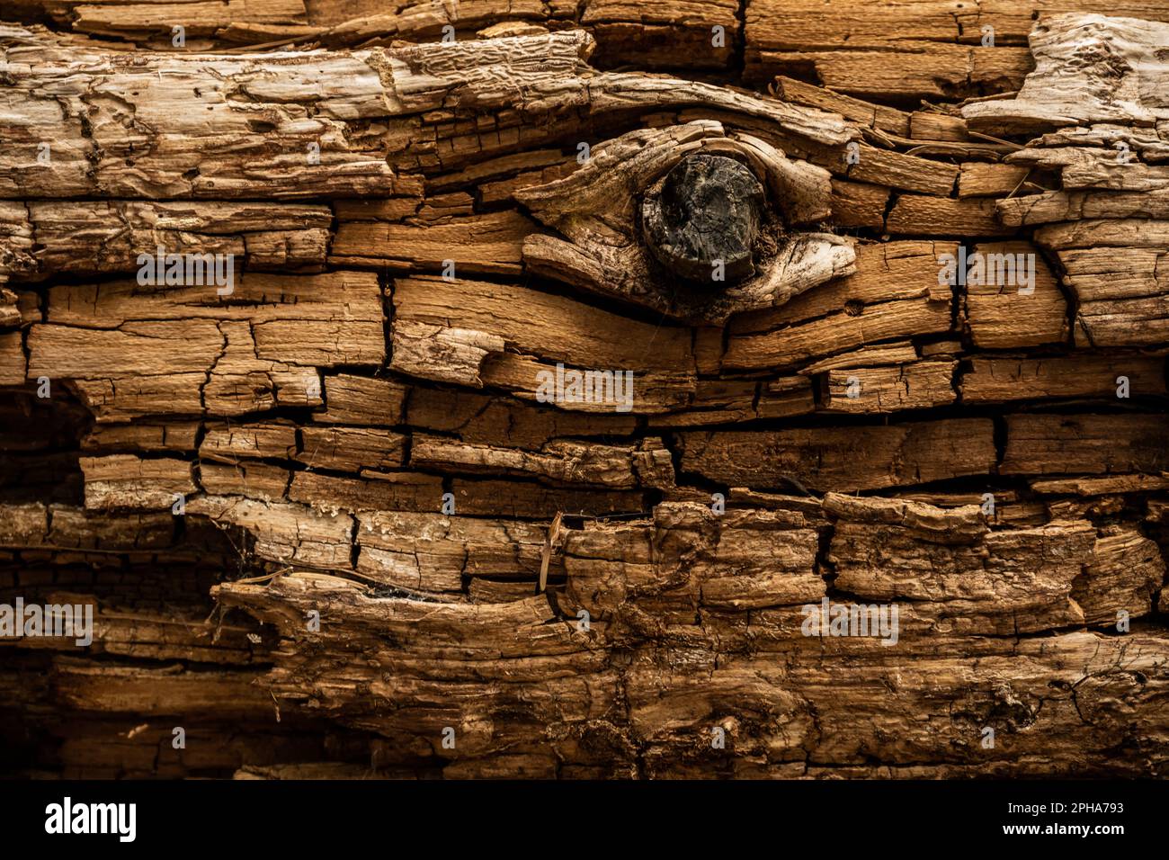 Frame Filled With Decomposing Log With Large Knot in Yosemite Stock ...