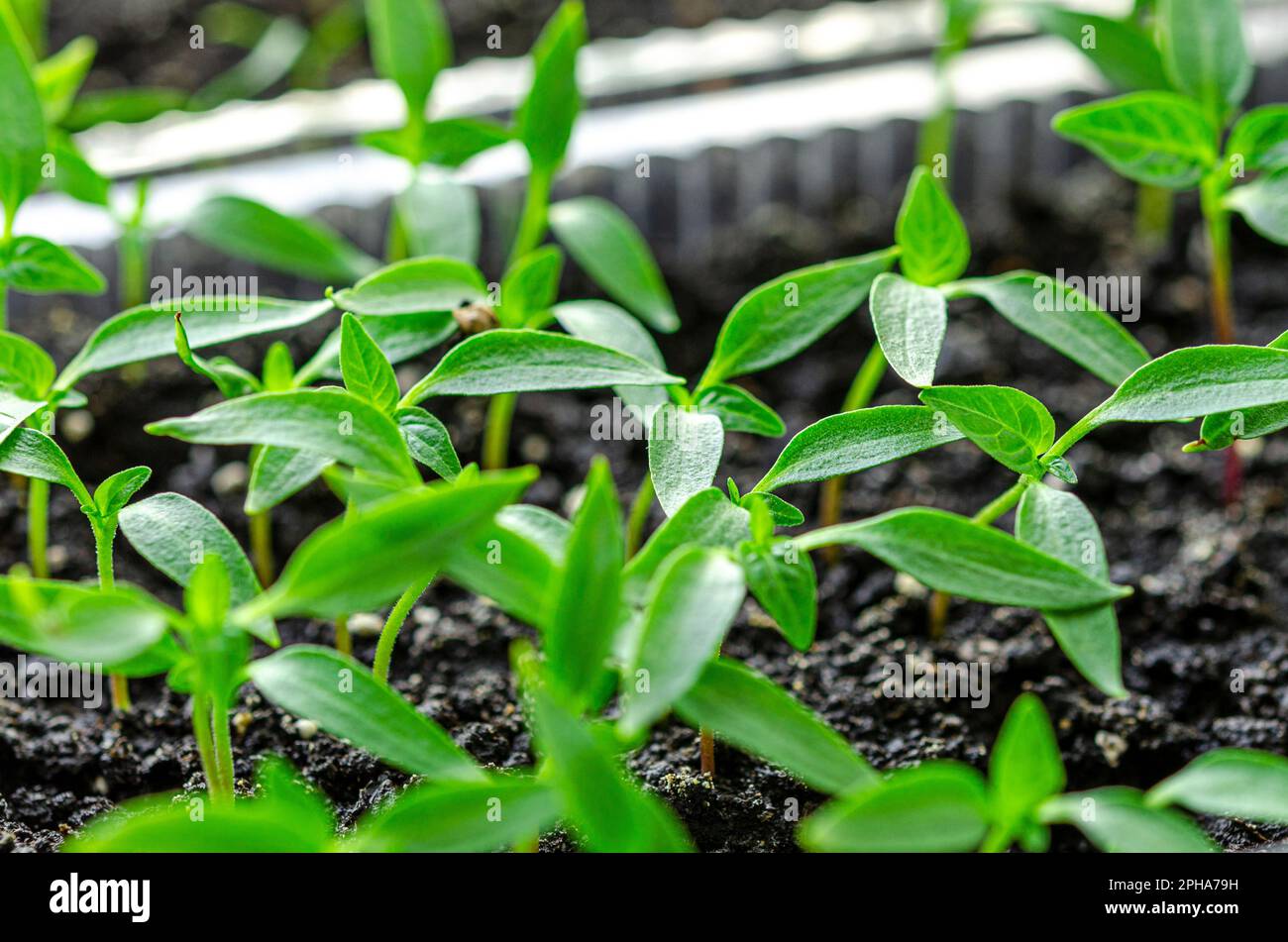 Pepper seedlings grow in the soil for seedlings and are ready for ...
