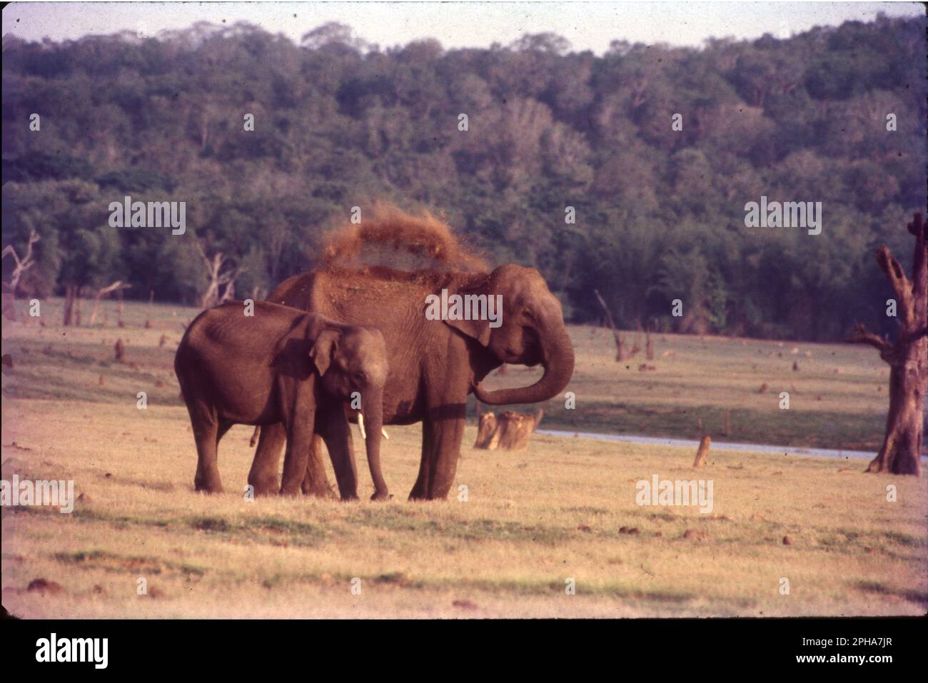 The Indian elephant is one of four extant recognised subspecies of the ...