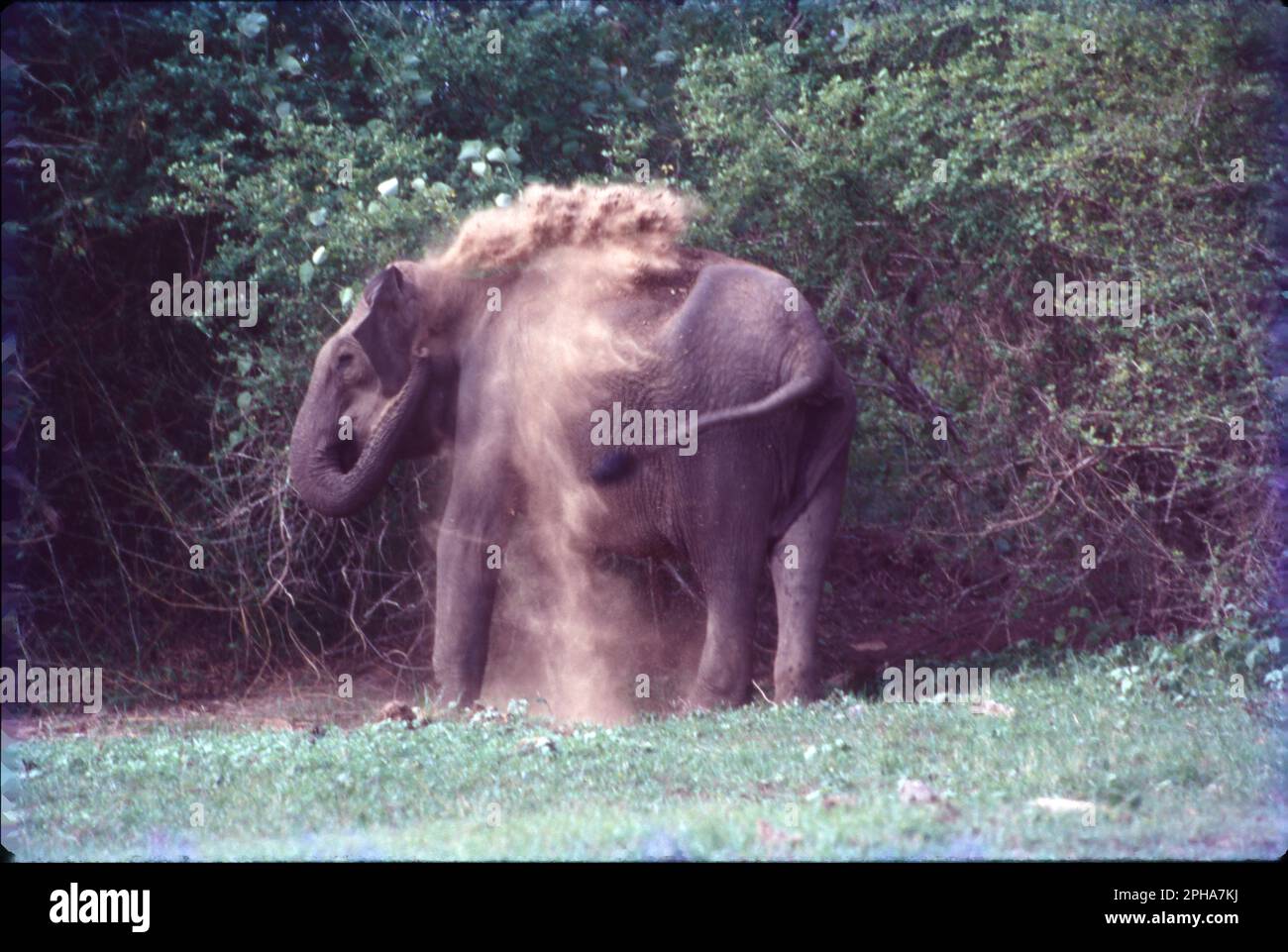 The Indian elephant is one of four extant recognised subspecies of the ...