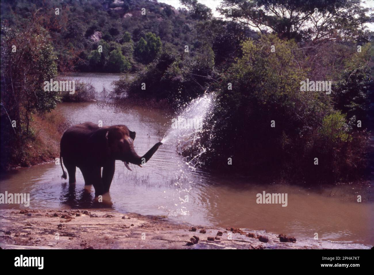 The Indian elephant is one of four extant recognised subspecies of the ...