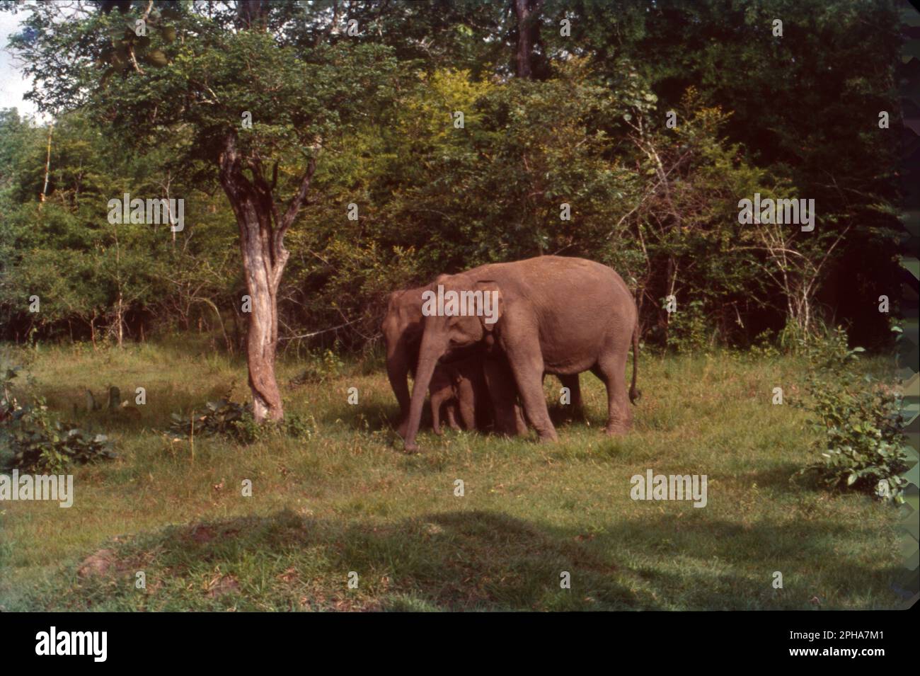 The Indian elephant is one of four extant recognised subspecies of the ...