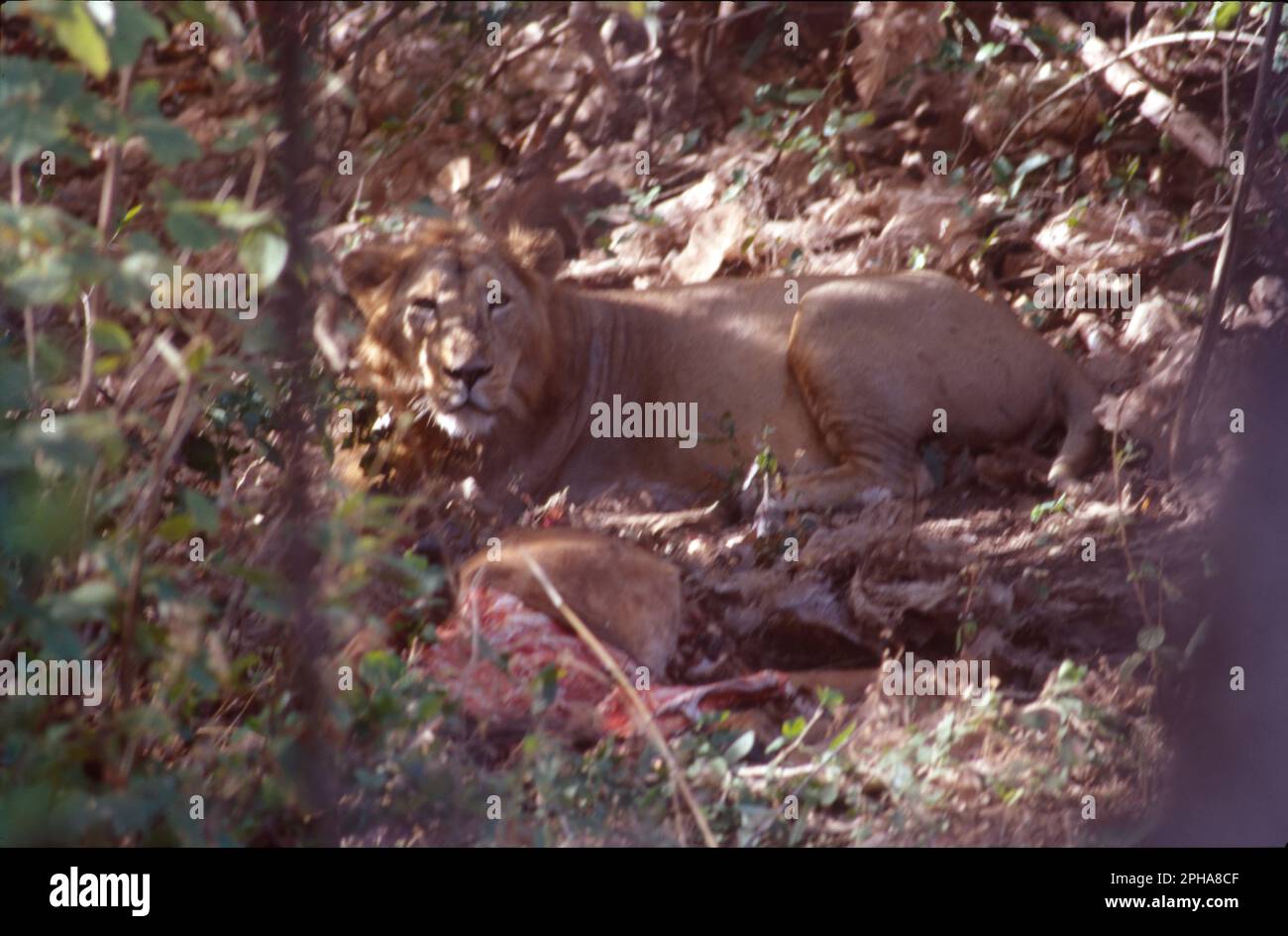 The Asiatic lion, also known as the Persian lion, is a population of ...