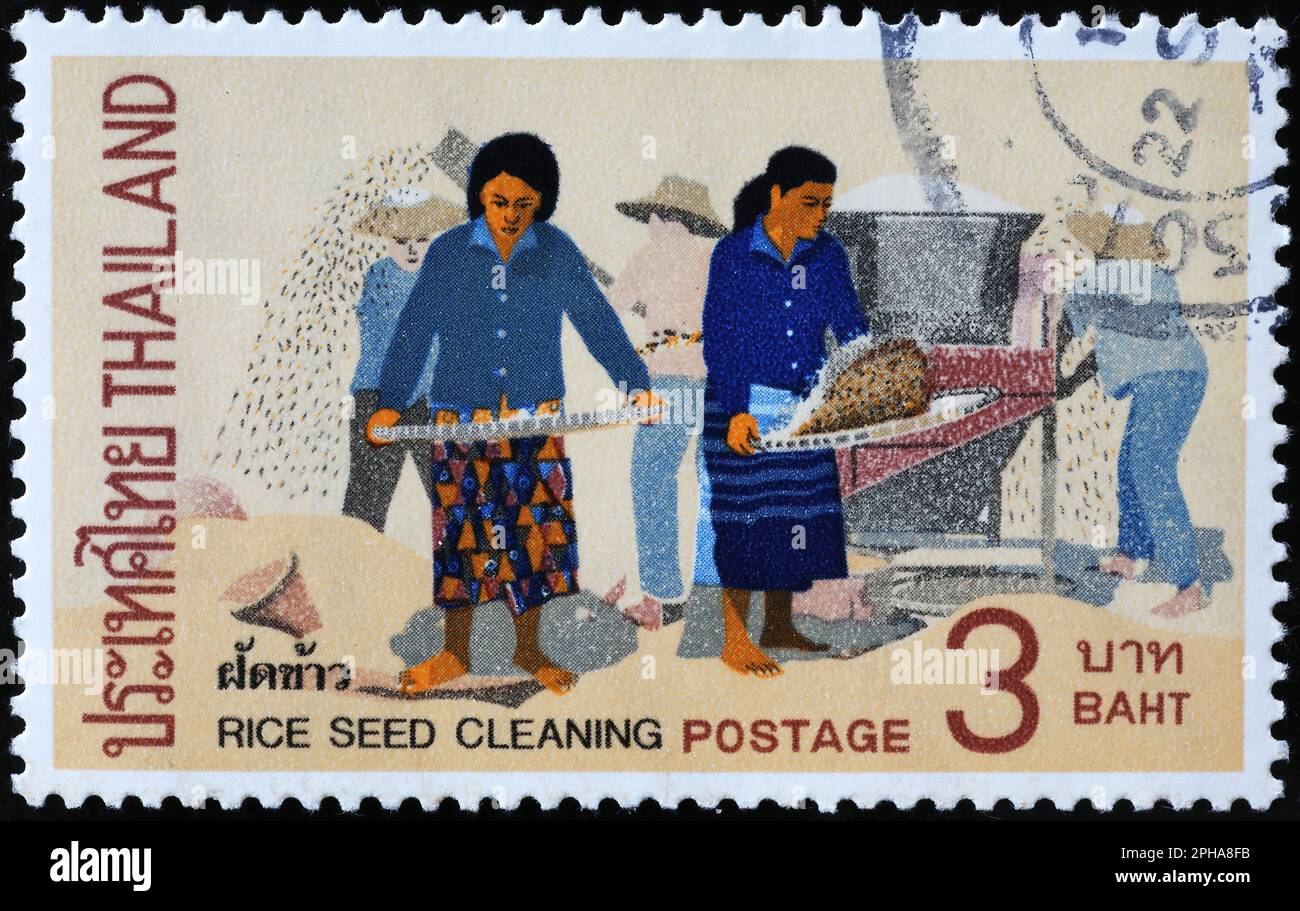 Women cleaning rice seeds on thai postage stam Stock Photo - Alamy