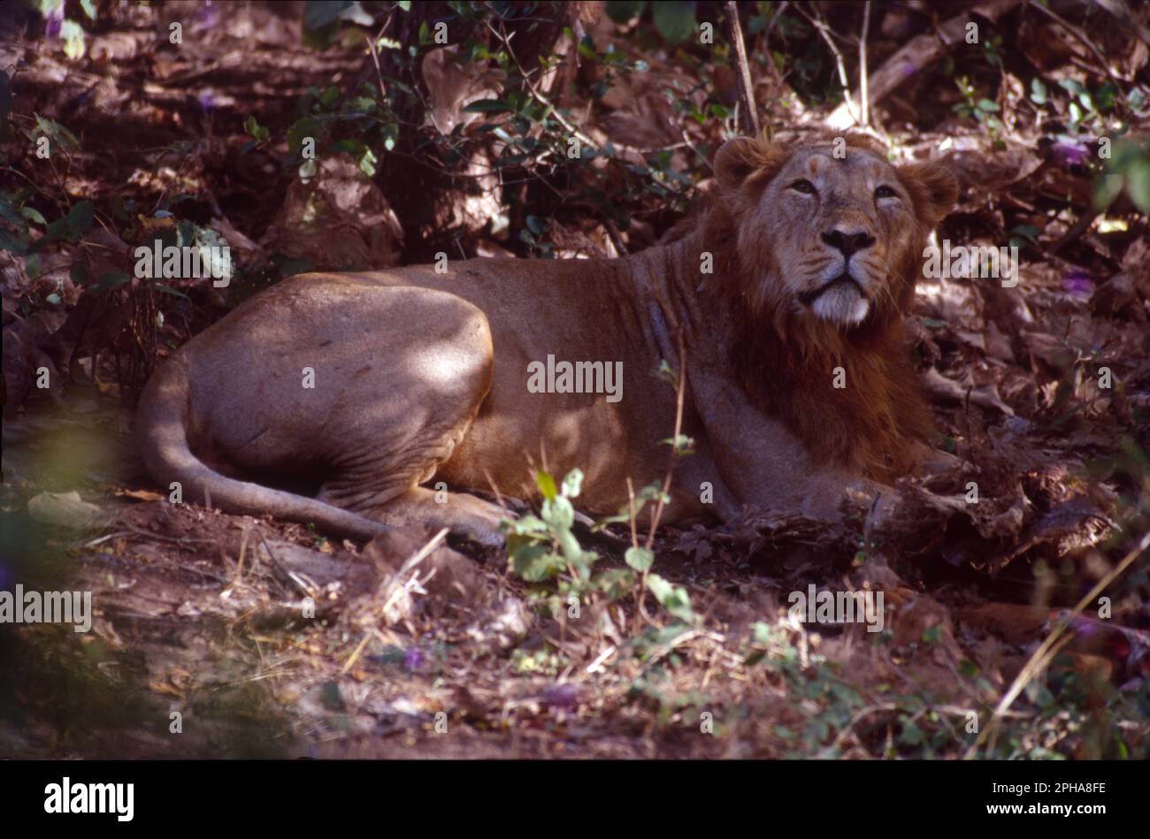 The Asiatic lion, also known as the Persian lion, is a population of ...