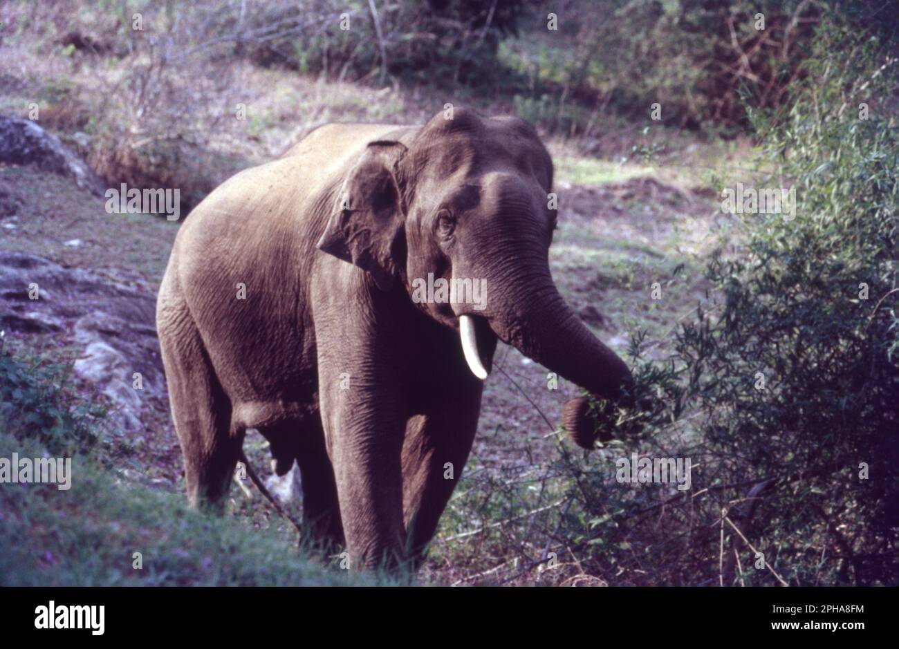 The Indian elephant is one of four extant recognised subspecies of the ...