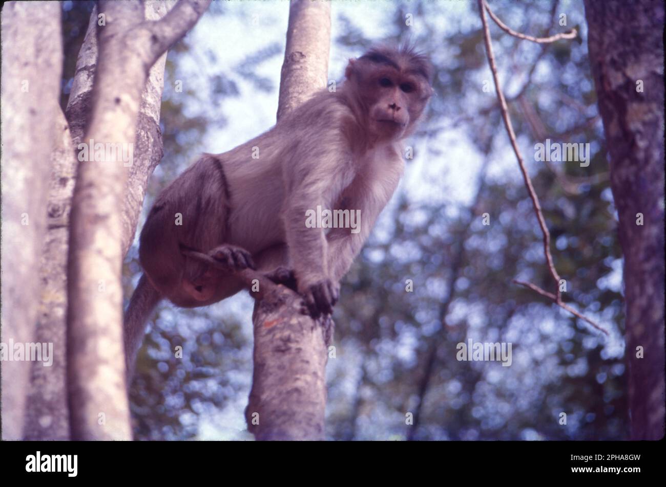 Among all other macaques in India, rhesus monkey (Macaca mulatta) is ...
