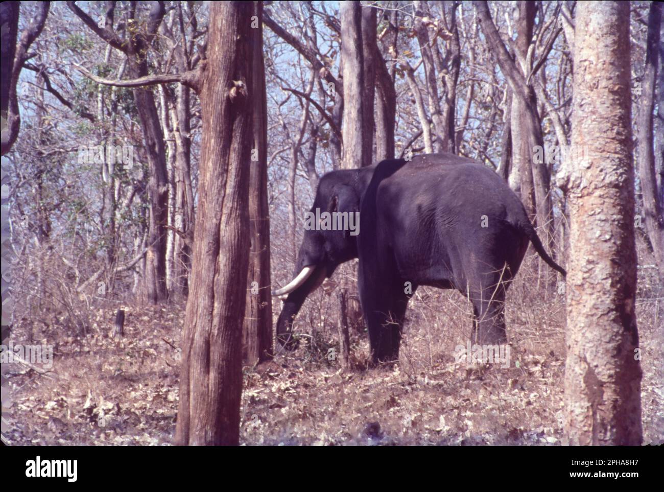 The Indian elephant is one of four extant recognised subspecies of the ...
